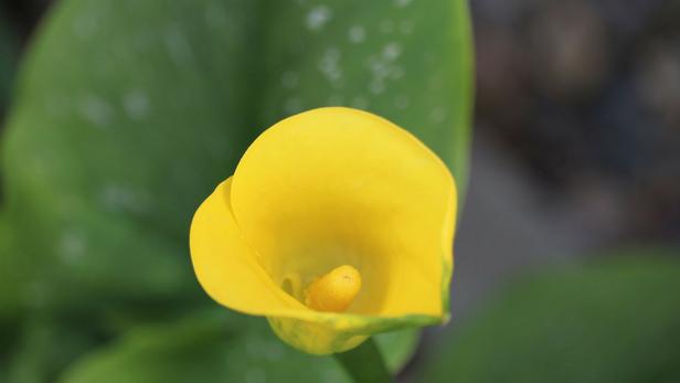 Les bulbes d’arum peuvent-ils passer l’hiver en pleine terre?