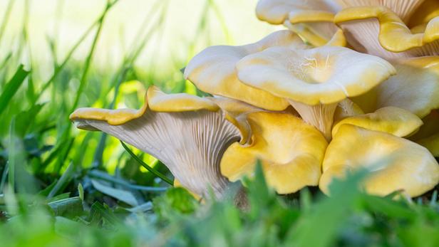 Les champignons, ça se cultive aussi dans un jardin ou une cave