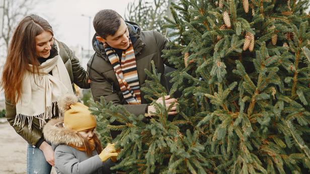 Sapins de Noël «label rouge»: qu’est-ce que c’est?