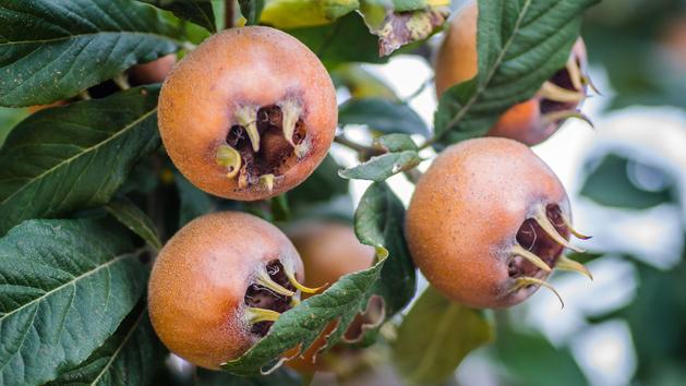 Néflier commun, régal de l’automne