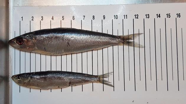 Pourquoi la taille des sardines a brusquement diminué