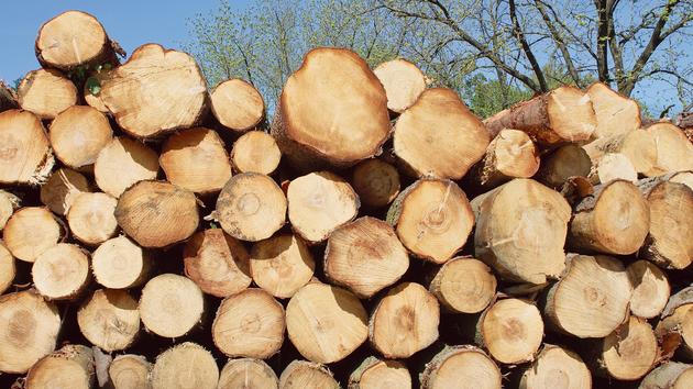 La superficie des forêts exploitées a bondi de 49% ces dernières années ...