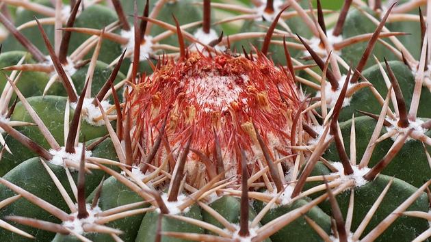 Melocactus ou «cactus melon»
