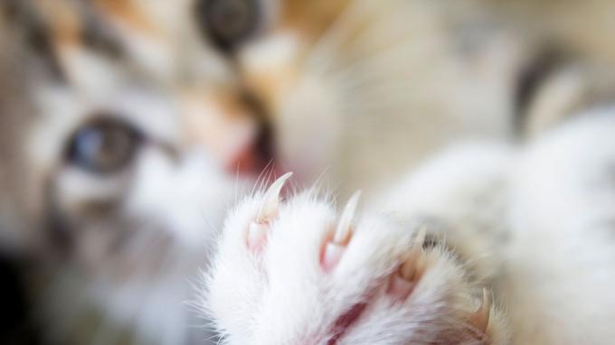 Maladie des griffes du chat: attention, matous dangereux