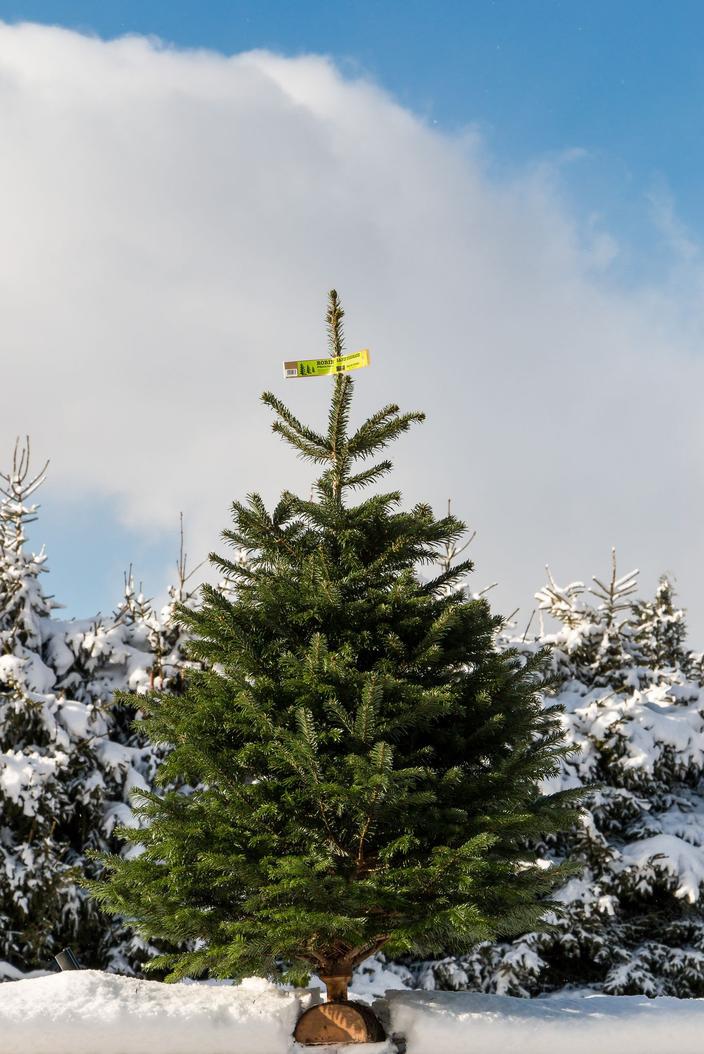 Sapins de Noël «label rouge»: qu’est-ce que c’est?