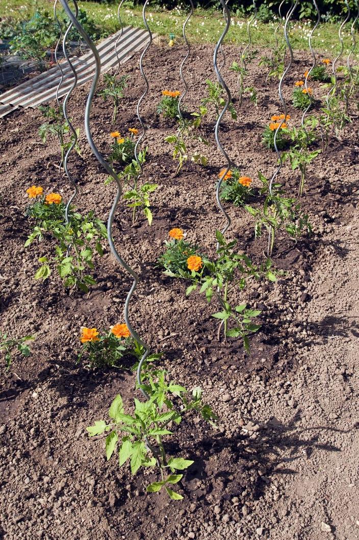 Comment cultiver des tomates «bio» dans son jardin