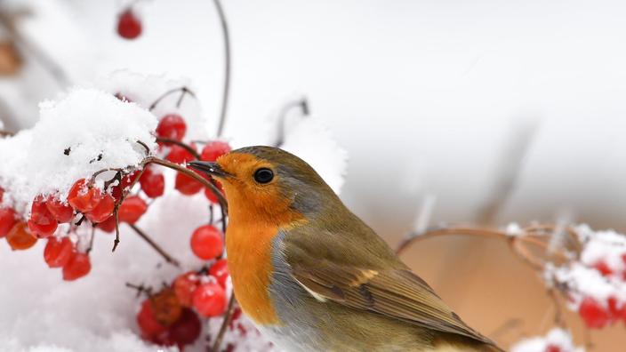 4 conseils pour nourrir les oiseaux en hiver