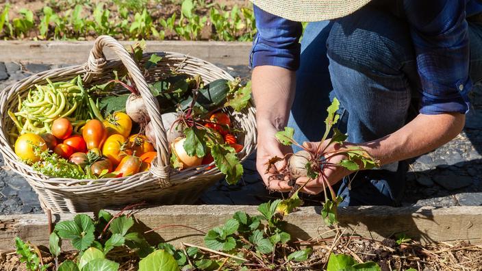Jardin: les fruits et légumes à planter cet été