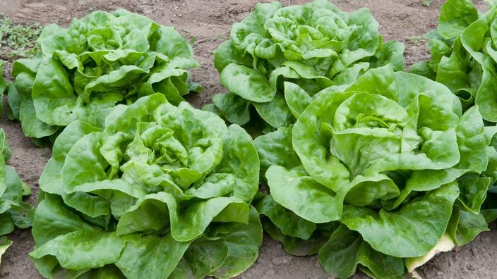 Laitues, une incroyable diversité