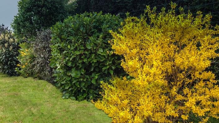Quelle haie d’arbustes choisir pour son jardin?
