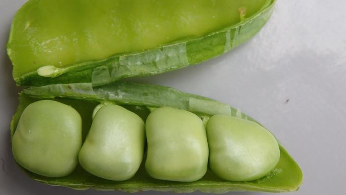 Gesse, le «pois carré» du potager