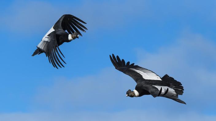 Les vols planés prodigieux du condor des Andes