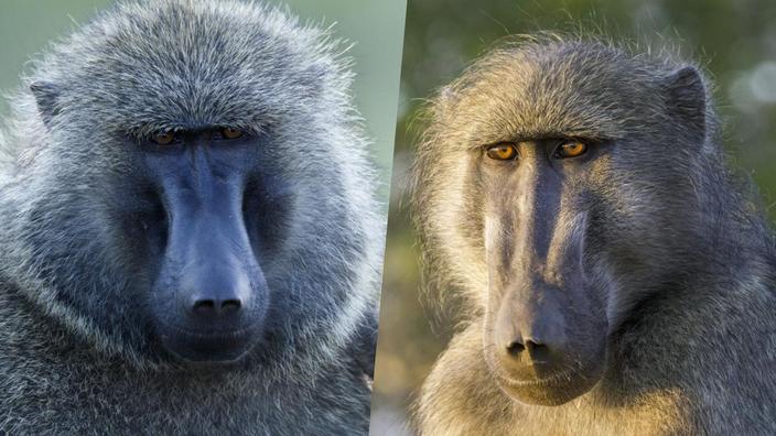Comment la génétique du babouin nous éclaire sur nos origines