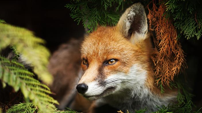 Savez-vous ce qui se cache derrière le mot «renard»?