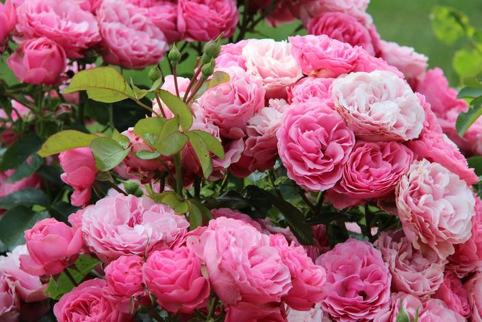 Planter des roses au jardin: les clés de la réussite