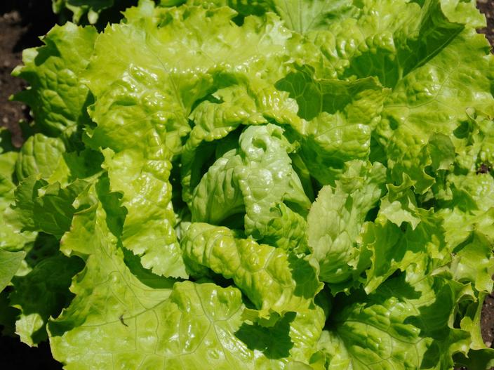 Laitues, une incroyable diversité