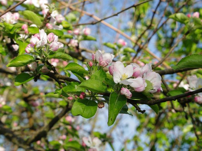 Pommier, l’un des plus anciens arbres fruitiers