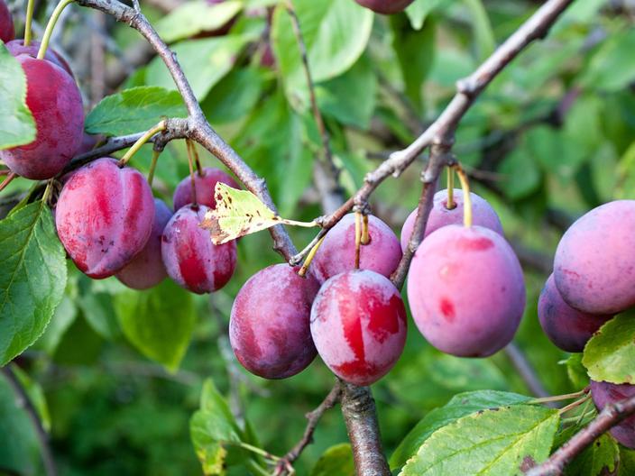 Prunier, arbre fruitier aux milles facettes