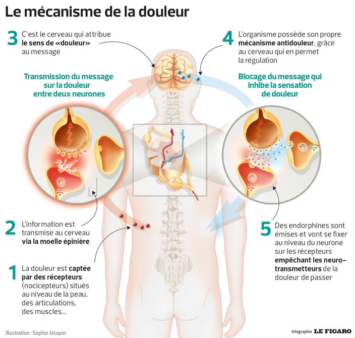 Douleur: la laborieuse quête de nouveaux antalgiques