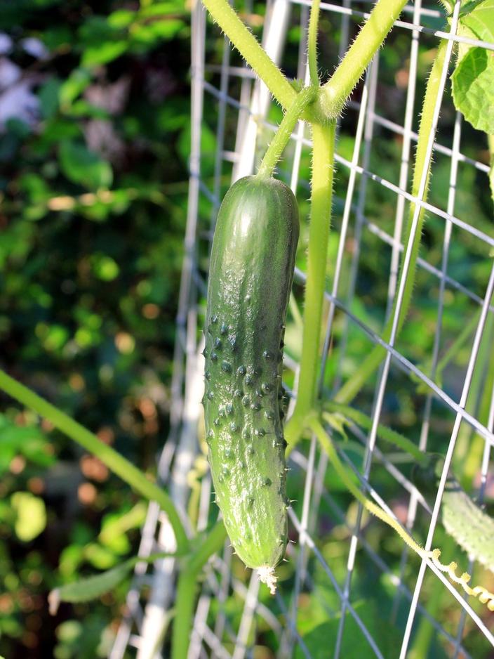 Concombre, un Indien dans le potager