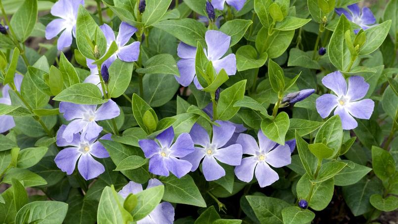 Pervenche vivace, pour les jardins ombragés
