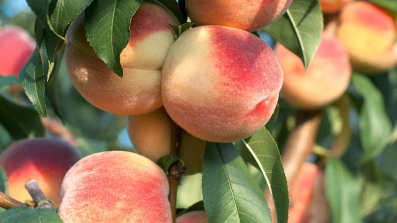 Pêcher, la diversité au verger