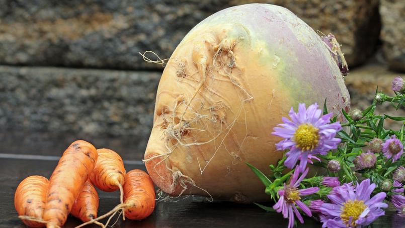 Rutabaga, un hybride de chou et de navet