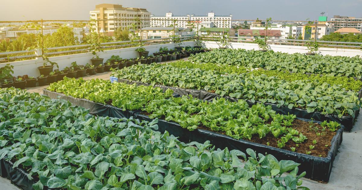 Itinéraires paysans - Saison 4 - Épisode 18 : Denis Lesgourgues ...