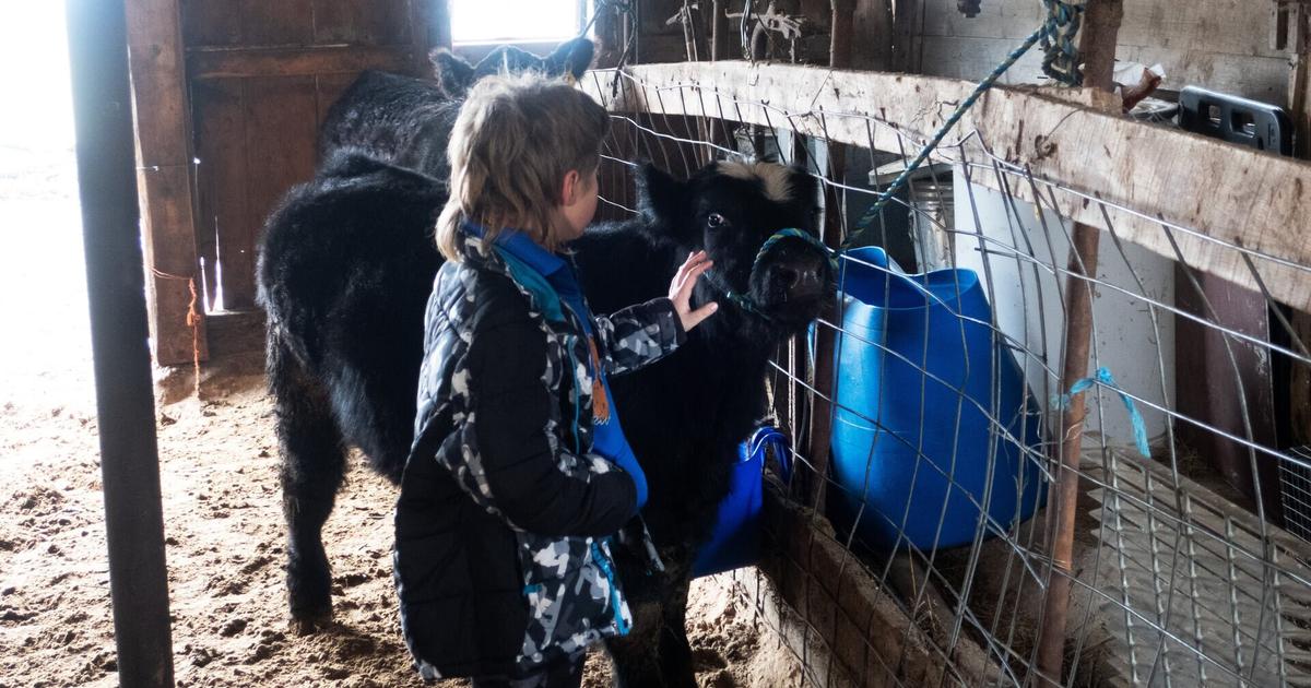 L'incroyable Dr Pol - Saison 13 - Épisode 4 : La Grande Athéna