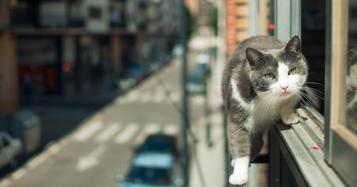 La vie secrète des chats : Saisons, Casting, Episodes, Résumés