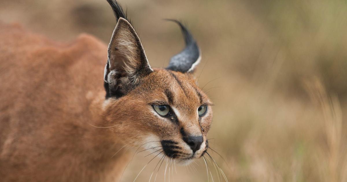 Wildes Südafrika - Saison 1 - Épisode 3 : Wo die Wüste blüht