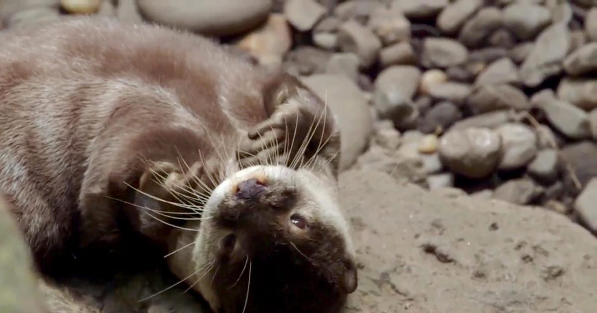 Le zoo du Bronx - Saison 3 - Épisode 3 : Loutre sous l'eau