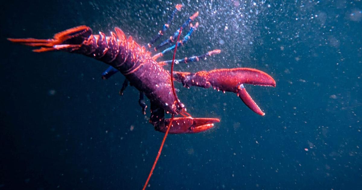 Les derniers pêcheurs de Hartlepool : Un film post-Brexit et ses ...