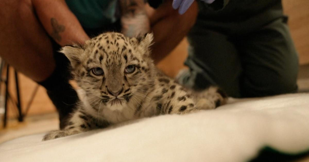 Un zoo dévoile les rares images de l'examen médical d'un bébé léopard ...