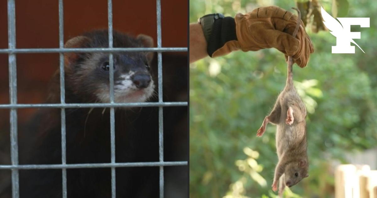 Marseille : des furets utilisés par la ville pour chasser les rats dans ...