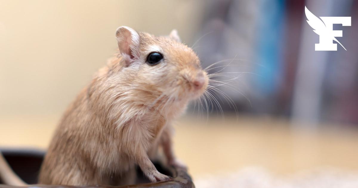 Marseille : l'étudiant de prépa scientifique qui avait mâché une souris ...