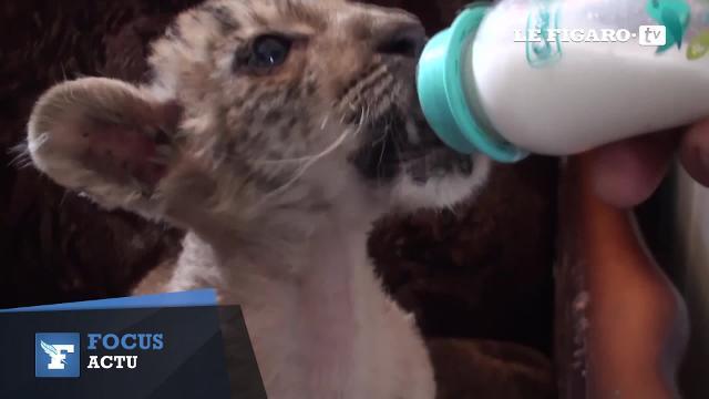 La naissance rare d'un ligre, bébé d'une tigresse et d'un lion