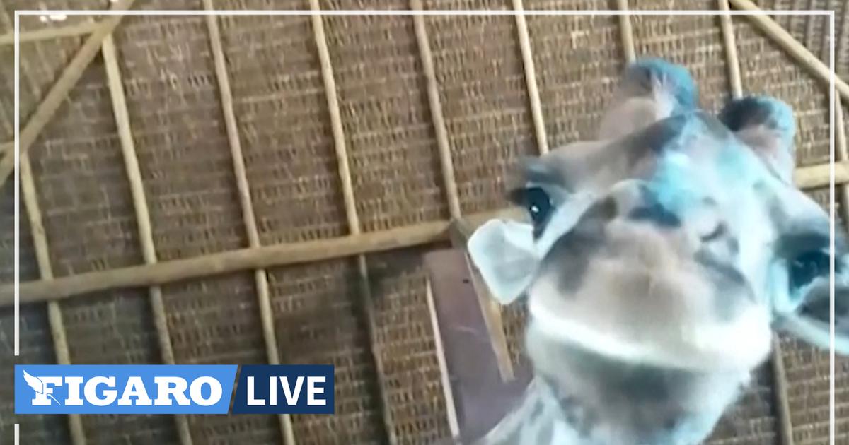 Brazilian police rescue 15 giraffes from alleged mistreatment at Rio de ...