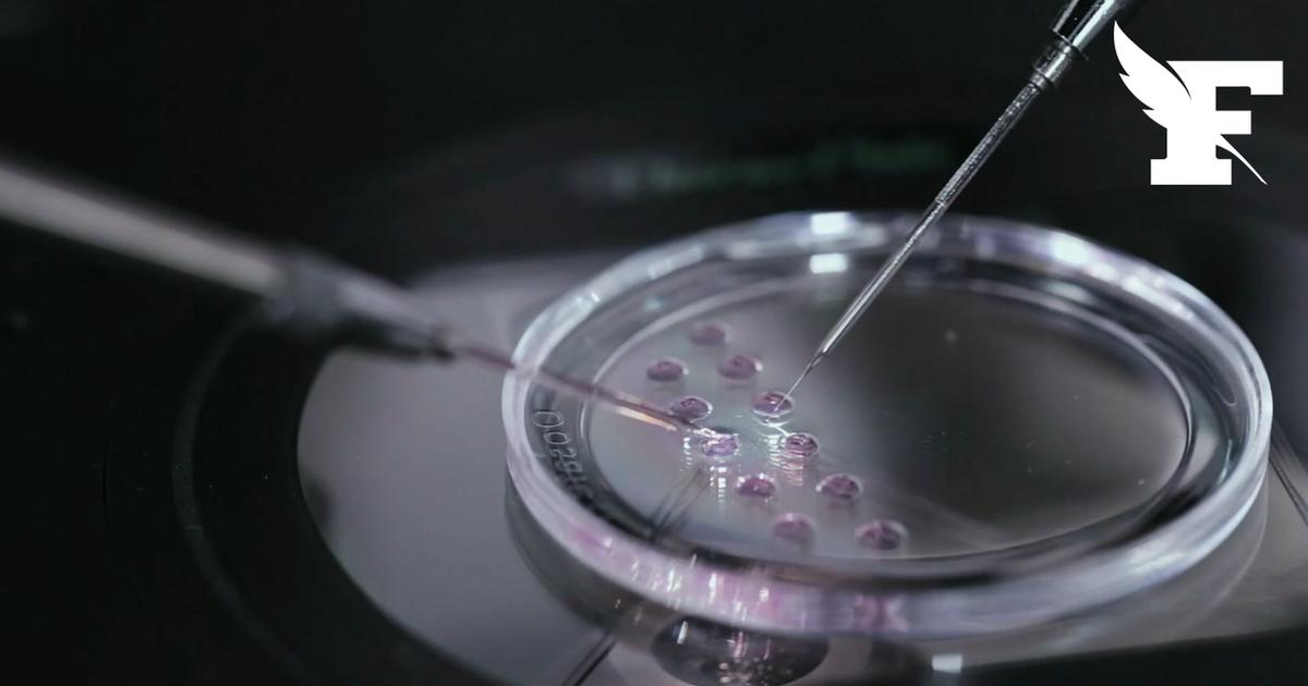 Infertilité: des chercheurs créent des ovules artificiels à partir de ...
