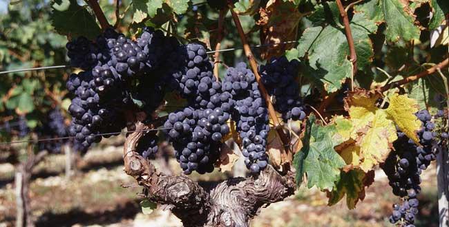 Cépage merlot : Guide, géographie et spécificités