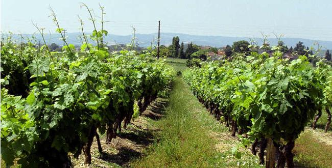 Cépage jurançon noir : Guide, géographie et spécificités