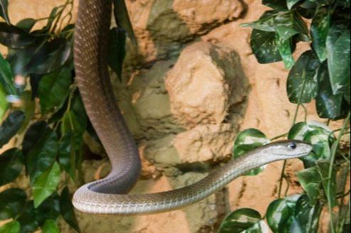 Du venin de serpent contre la douleur