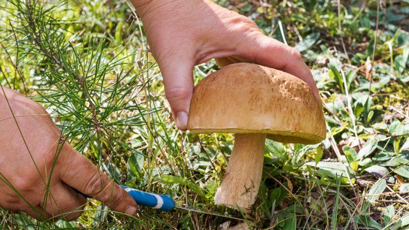 Déjà 87 intoxications aux champignons: prudence