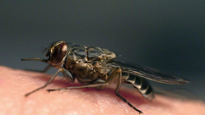 La mouche tsé-tsé livre certains secrets