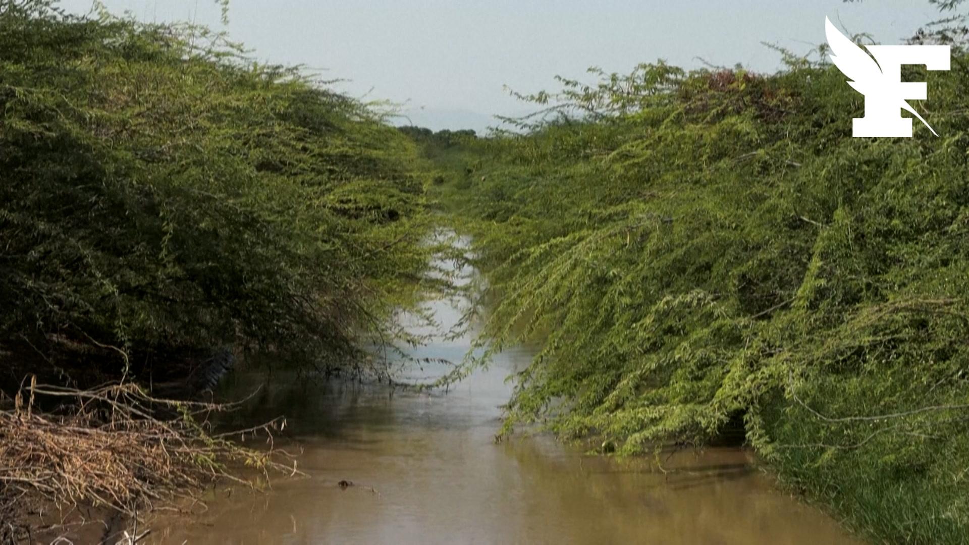 Éthiopie: quelle est cette plante envahissante implantée dans le pays ...