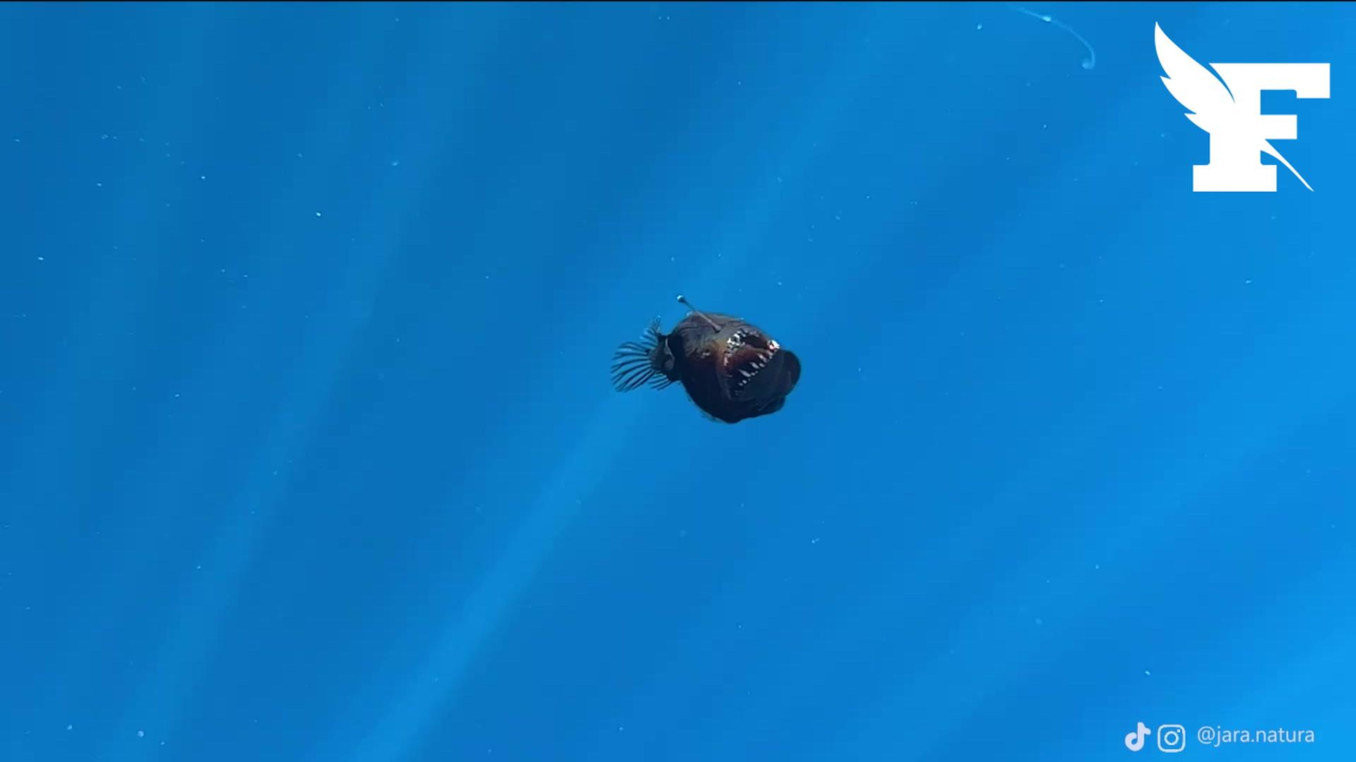 Espagne : les incroyables images d'un «diable noir des abysses ...