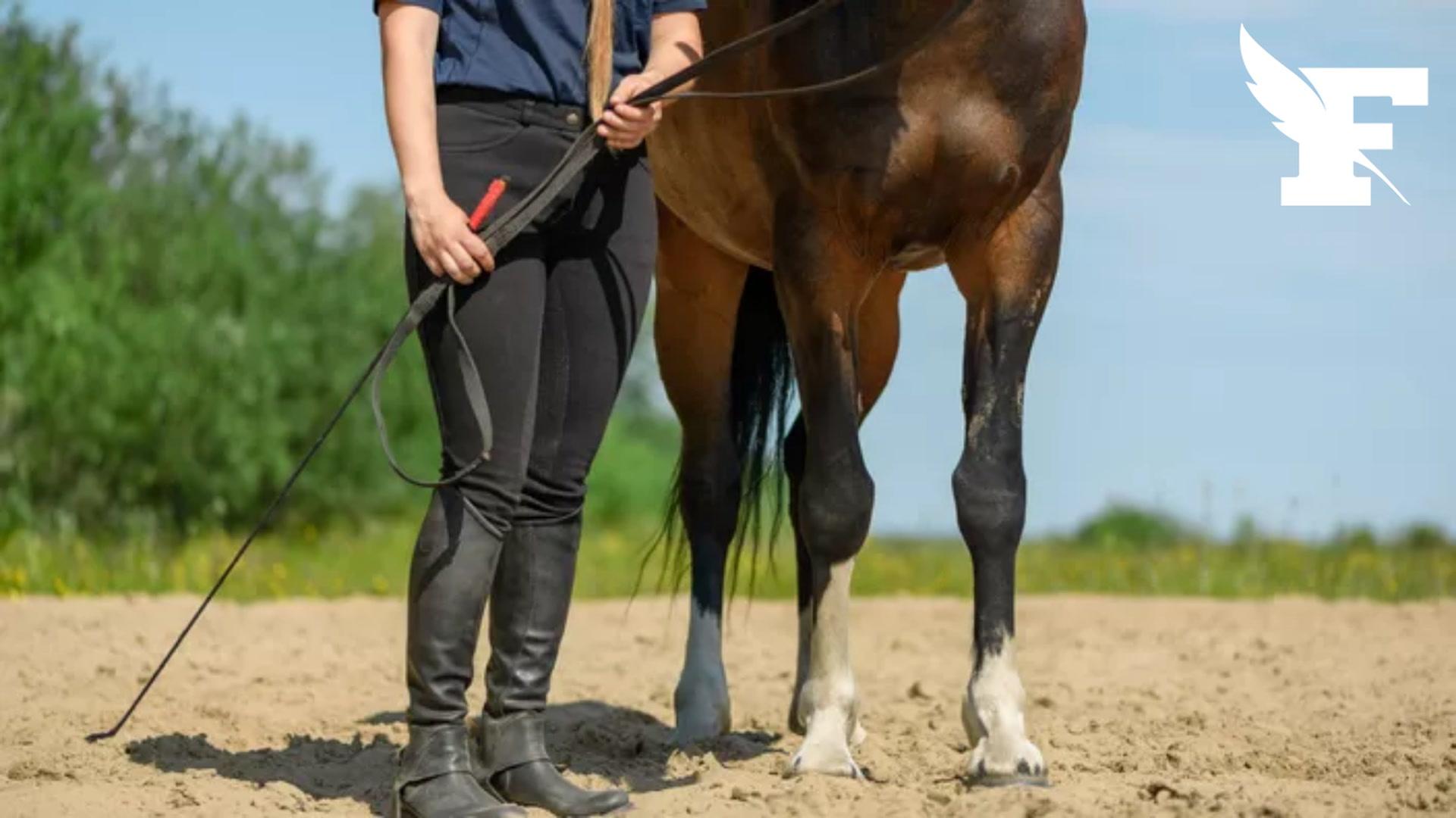 Un cheval grièvement blessé et deux autres tagués à Wallers, en ...