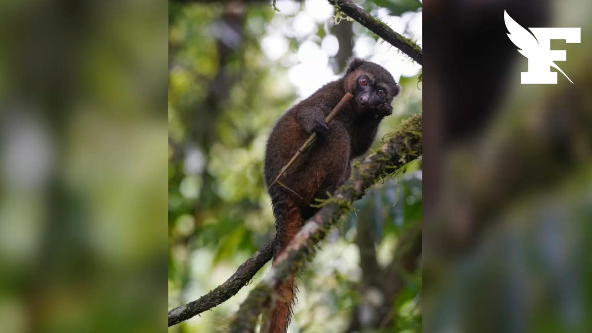 «Un rempart direct contre l'extinction»: l'un des lémuriens les plus ...