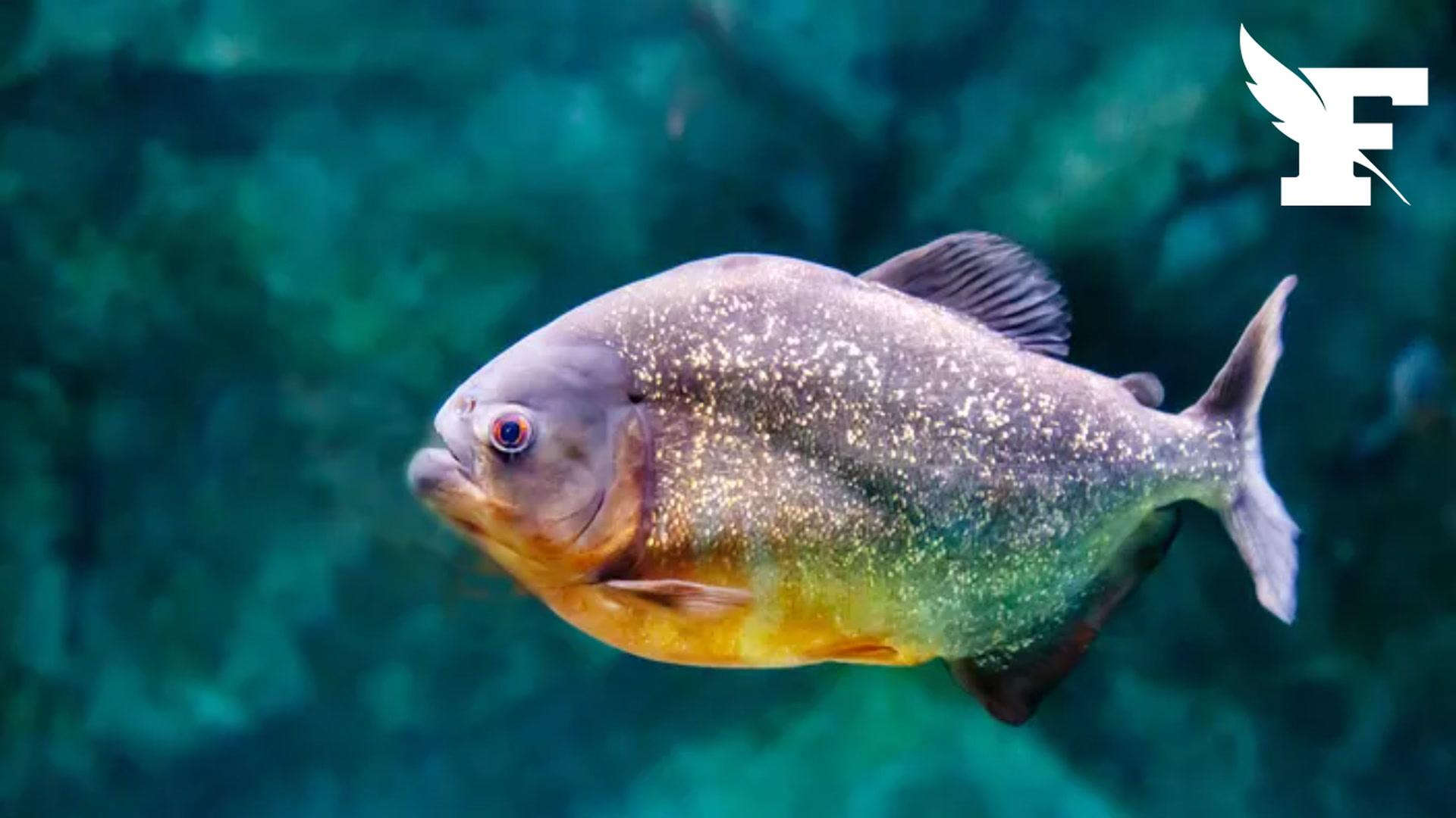 Une étude révèle que l’origine de nos doigts proviennent…du cloaque des ...