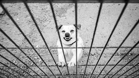 La rage : sa définition et son incubation chez l'Homme